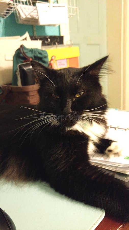 Smug Kitty stock photo. Image of smug, kitty, tuxedo - 129837486