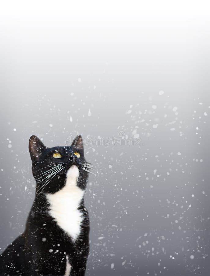 Tuxedo Cat Watching Snow stock photo. Image of snow, seasonal - 27152540