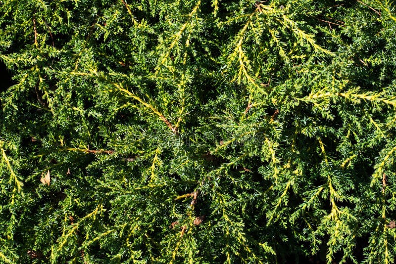 157 Tuya Texture Stock Photos - Free & Royalty-Free Stock Photos from ...