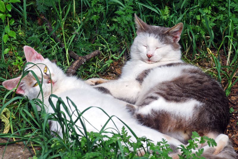 Två roliga katter fotografering för bildbyråer. Bild av kattunge - 35605589