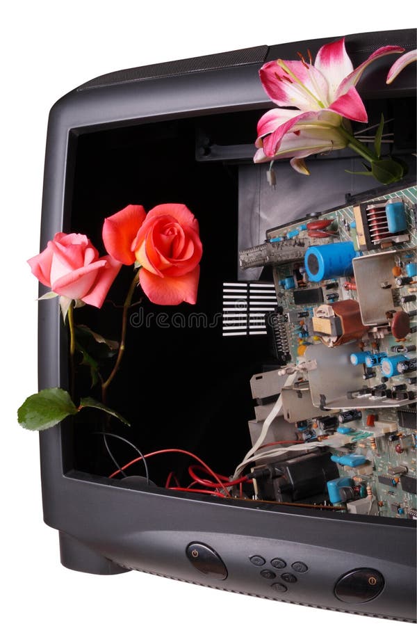 Boob Rose Plant Stock Photos - Free & Royalty-Free Stock Photos from ...