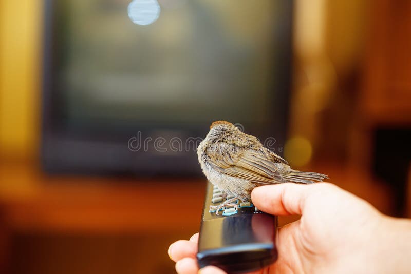 TV Remote Control in Hand and Bird Stock Photo - Image of change ...