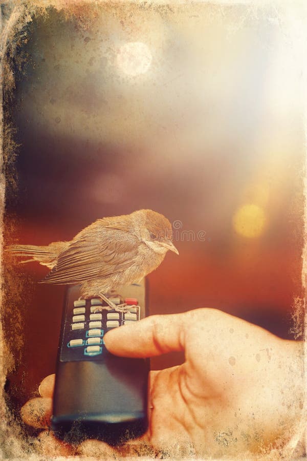 TV Remote Control in Hand and Bird. Stock Photo - Image of button ...