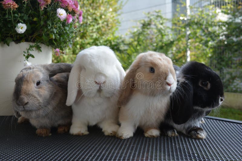 Four toy bunnies stock image. Image of four, holiday - 51802505