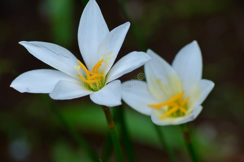Twee bloemen stock foto. Image of schitterend, snoeischaar - 71629790