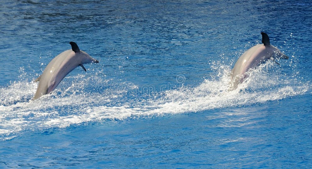 Twee Dolfijnen Het Springen Stock Foto - Image of gelukkig, overzees ...