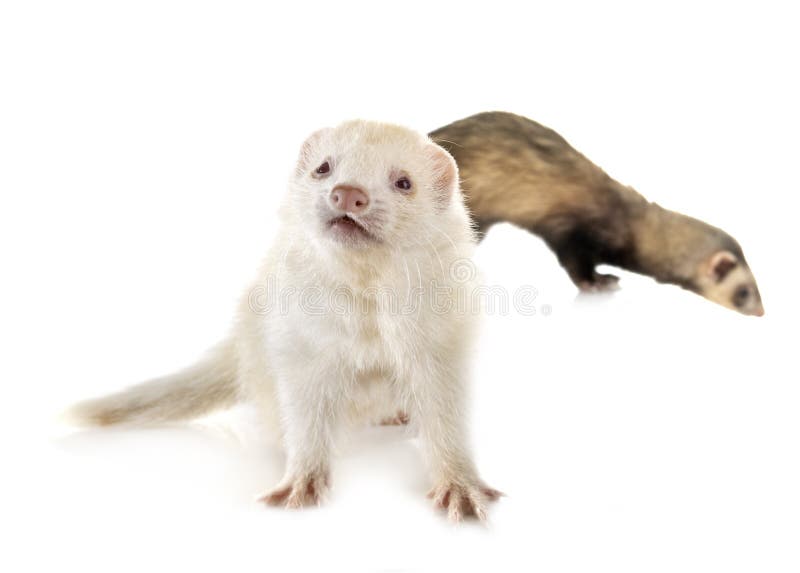 Twee fretten in studio stock afbeelding. Image of wijfje - 156541611