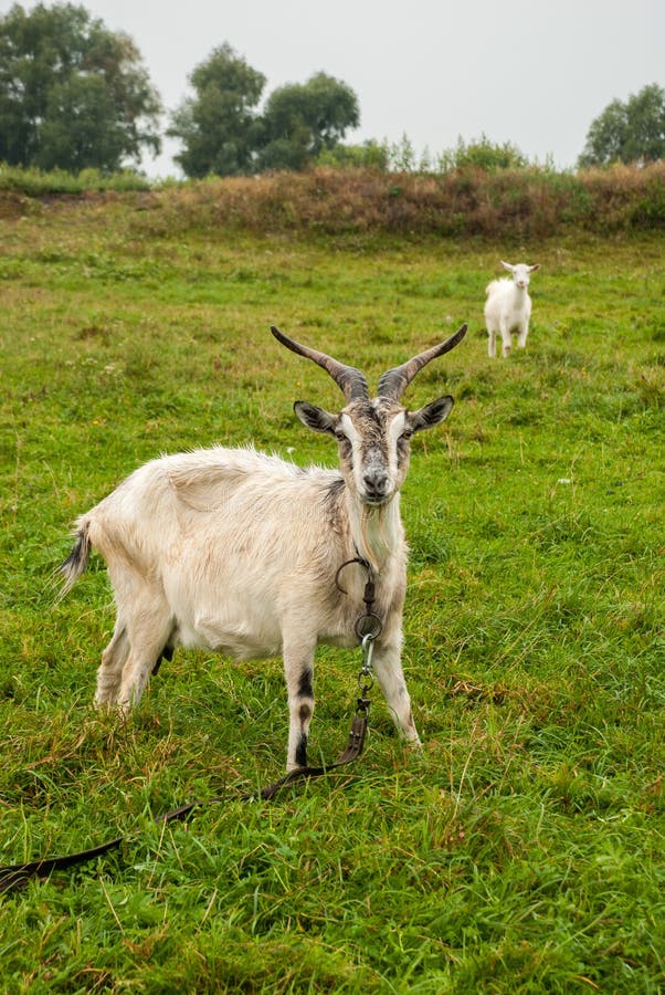 Twee Geiten Op Een Groene Weide Stock Foto - Image of geiten, groen ...