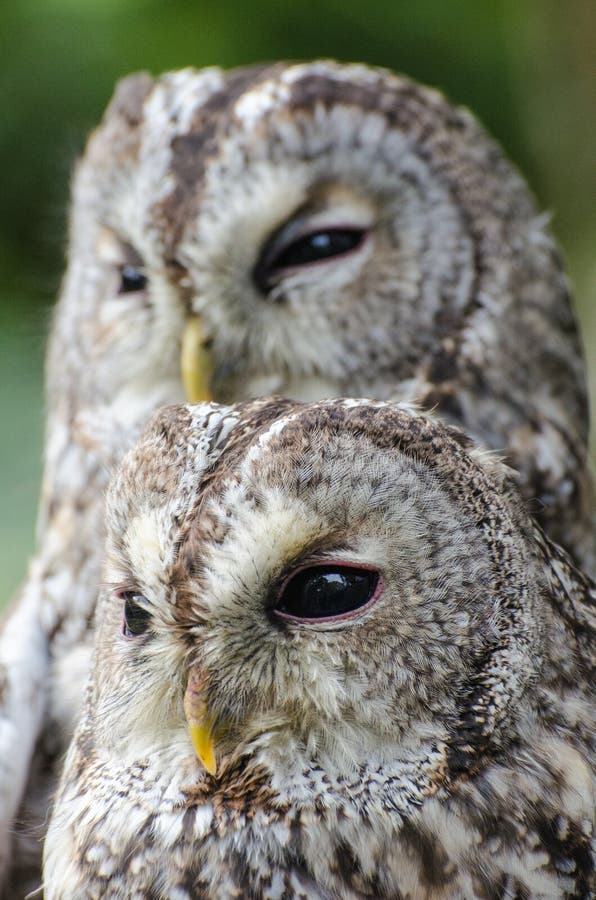 Getaande Uilen stock foto. Afbeelding bestaande uit drie - 21440158