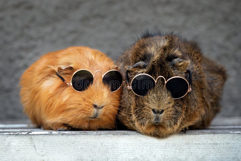 Grappige Cavia stock afbeelding. Afbeelding bestaande uit leuk - 11710533