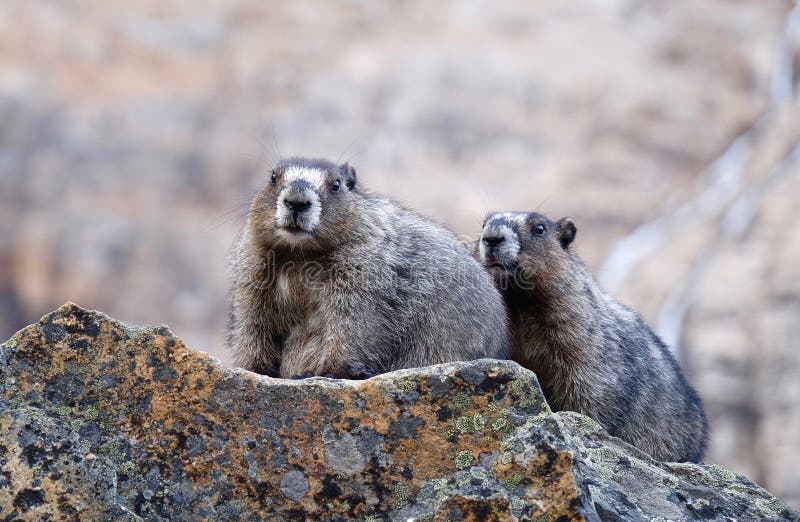 Wilde Marmotten in Wildernis Stock Afbeelding - Image of bont, grond ...