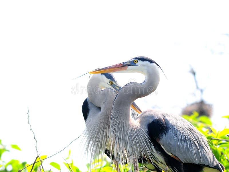 Twee Grote Blauwe Reigers in Nest Stock Foto - Image of schepselen ...