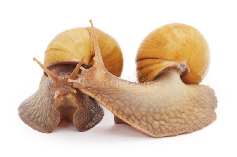 Grote Slakken Helix Aspersa Maxima Onder Stromend Water Op Een ...