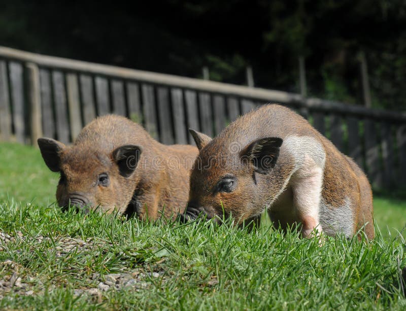 Twee Harige Varkens Die in Het Gras Liggen Stock Afbeelding - Image of ...