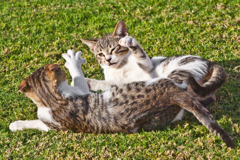 Twee Gestreepte Katten Spelen Stock Afbeelding - Image of nave, jacht ...