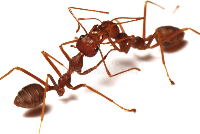 Rode Mieren stock afbeelding. Image of insect, bloed - 13652197