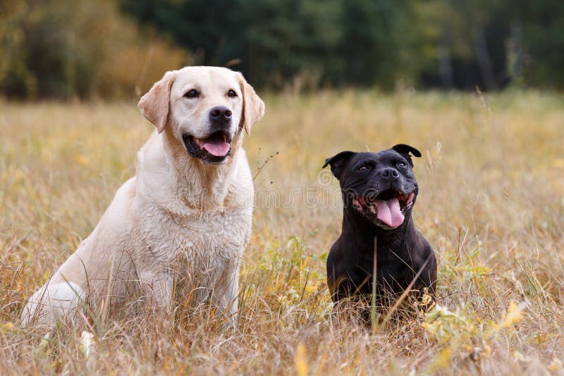 Twee Honden Van Diverse Rassen Stock Afbeelding - Image of binnenlands ...
