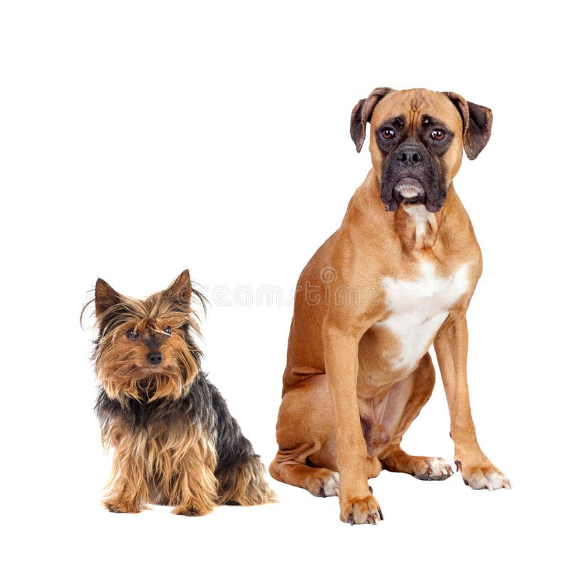 Twee Honden Van Verschillende Rassen Stock Afbeelding - Image of begrip ...