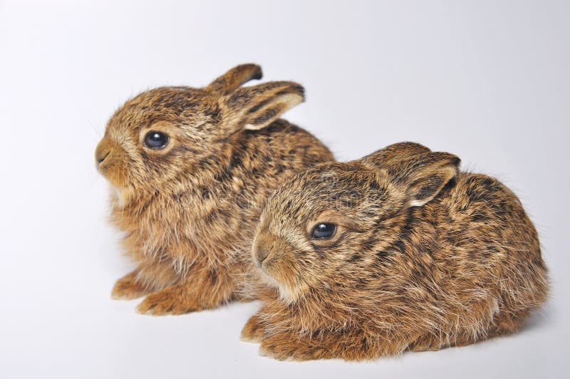 Jonge haas stock afbeelding. Image of spel, baby, seizoenen - 35855429