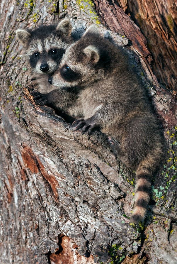 Twee Jonge Wasberen (Procyon-lotor) in Boom Stock Afbeelding - Image of ...