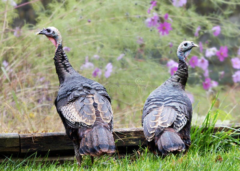 Twee Jonge Wilde Kalkoenen stock afbeelding. Image of oostelijk - 46723937