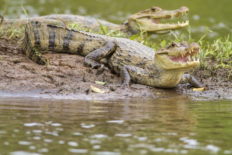 Kaaiman (crocodilusfuscus Van De Kaaiman) Stock Afbeelding - Image of ...