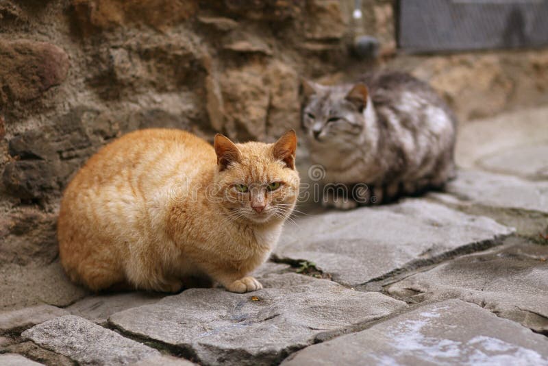 Twee katten stock foto. Image of helder, ontspan, sinaasappel - 15263846