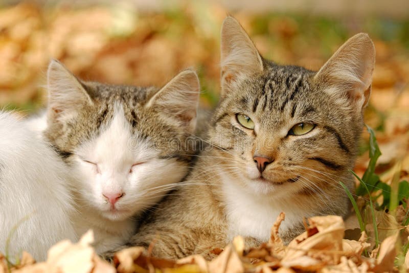 Twee Katten stock afbeelding. Image of samenhorigheid - 60450547