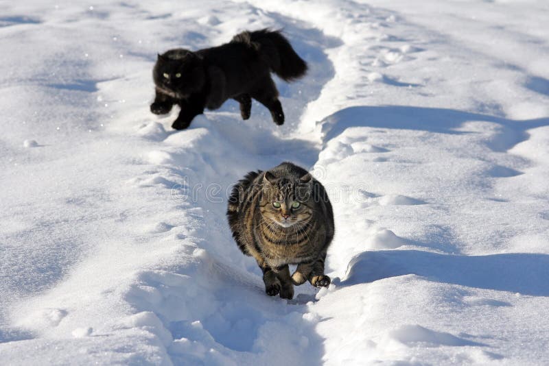 Twee katten in de sneeuw stock afbeelding. Image of zwart - 33185591 Twee katten in de sneeuw stock afbeelding. Image of zwart - 33185591