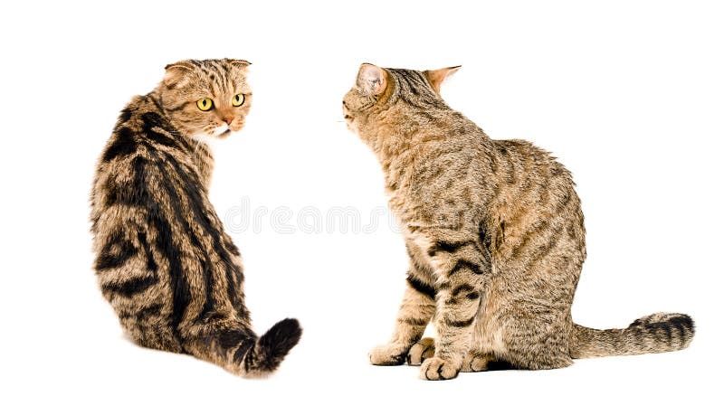 Twee Katten, Die Elkaar Bekijken Stock Afbeelding - Image of dier ...