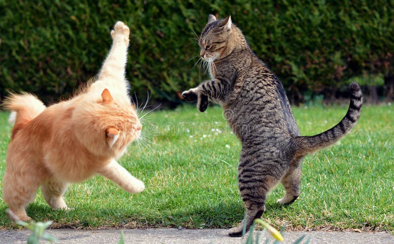 Twee Katten Vechten 🐾 Internationale Kattendag Met JEMAKO Of: Als