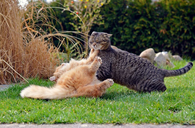 Twee Katten Vechten in De Tuin Stock Foto - Image of dier, binnenlands ...