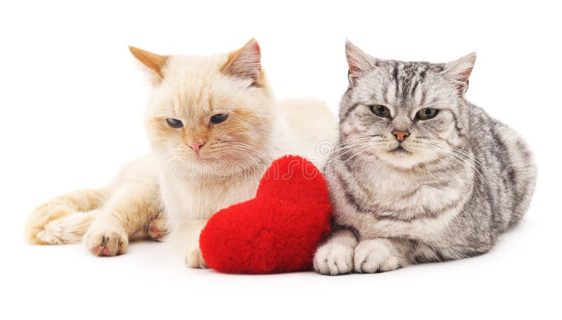 Twee katten en rood hart stock afbeelding. Image of valentijn - 68447997