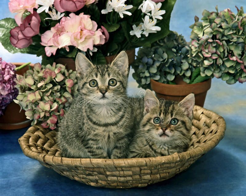 Twee katten in trug stock afbeelding. Image of huisdier - 6761907