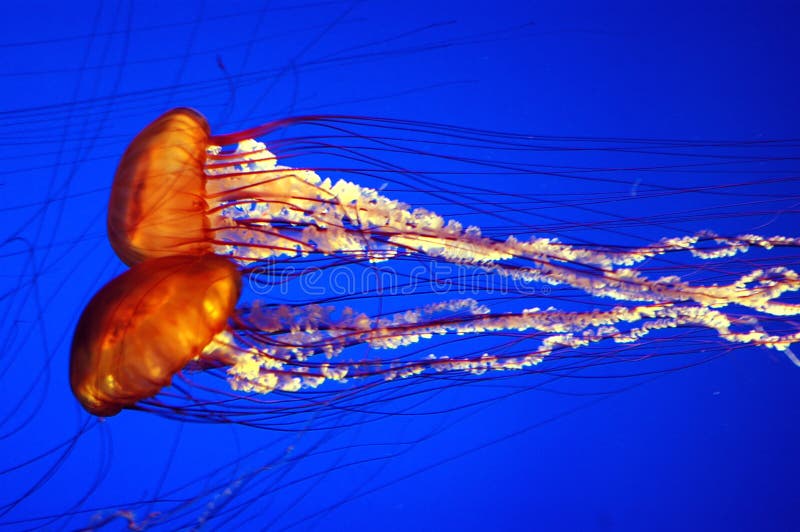 Kwallen Van Middellandse Zee Stock Afbeelding - Image of schoonheid ...
