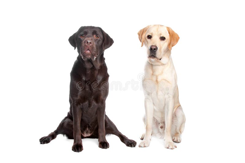 Twee Retrievers Van Labrador En Het Canadese Golden Retriever Spelen Op ...