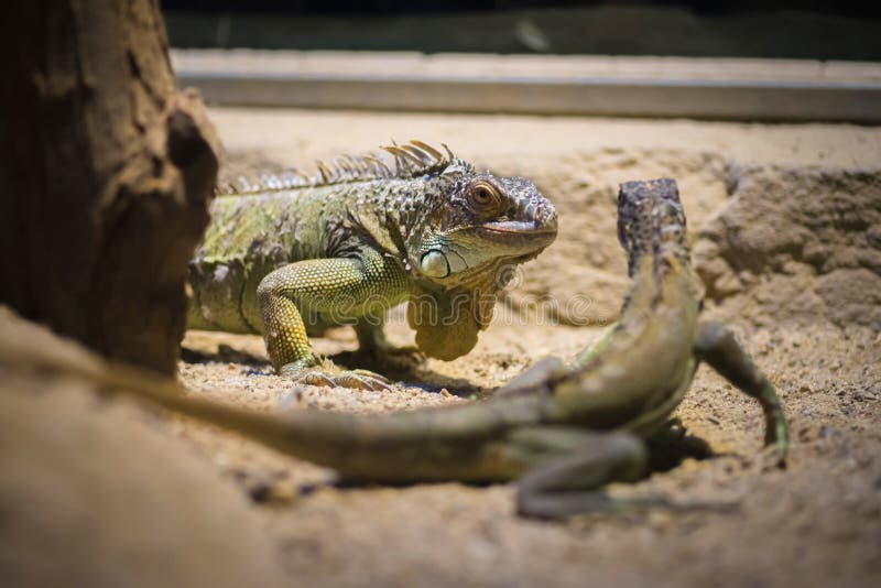 Reuze Leguanen Met Natuurlijke Achtergrond Stock Afbeelding - Image of ...