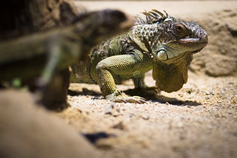 Reuze Leguanen Met Natuurlijke Achtergrond Stock Afbeelding - Image of ...