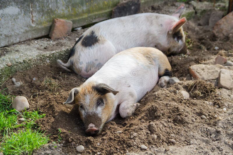 Twee Leuke Biggetjes Die Lui Zijn Stock Afbeelding - Image of landbouw ...