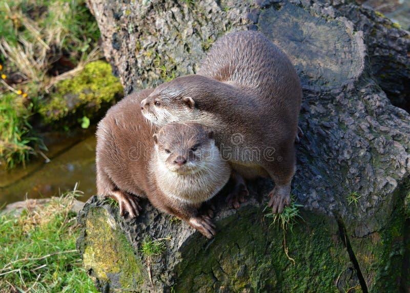 Twee Leuke Hartelijke Otters Die Samen Zitten Stock Foto - Image of ...