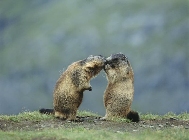Twee Marmotten stock foto. Image of menselijk, eten, niemand - 30845524