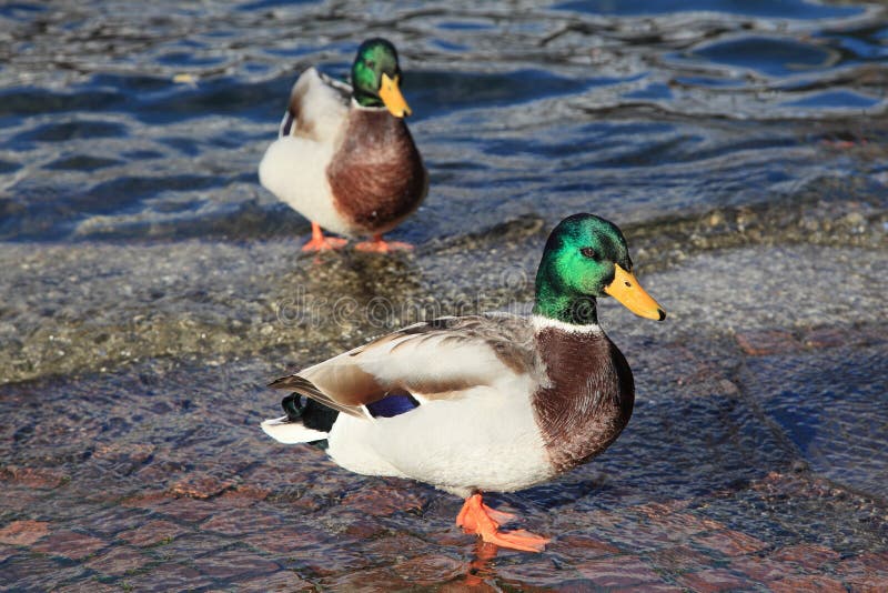 Twee mooie eenden stock foto. Image of wild, twee, meer - 17888336