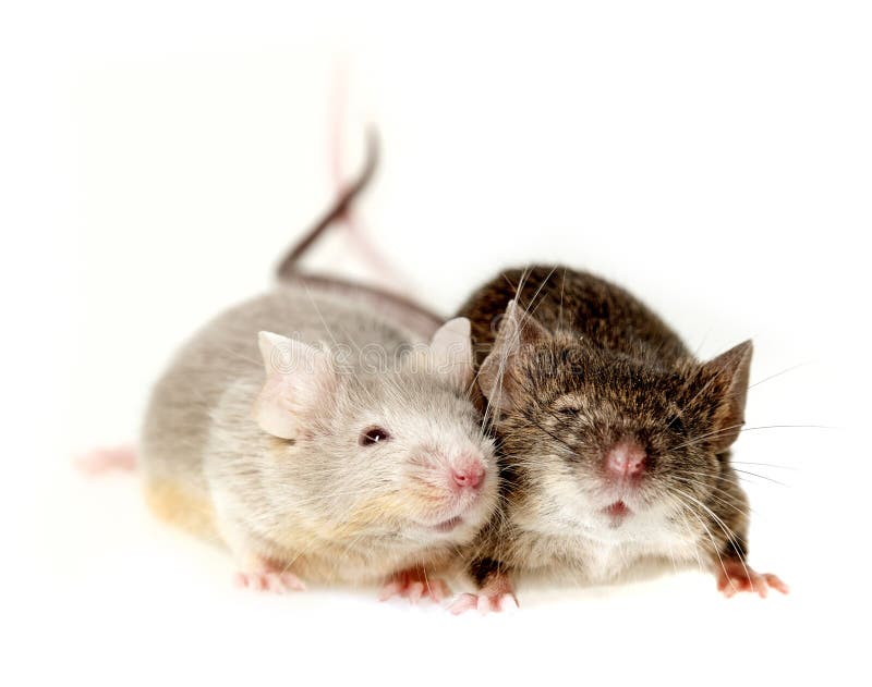 Twee muizen stock afbeelding. Image of kijk, muizen, portret - 29155249