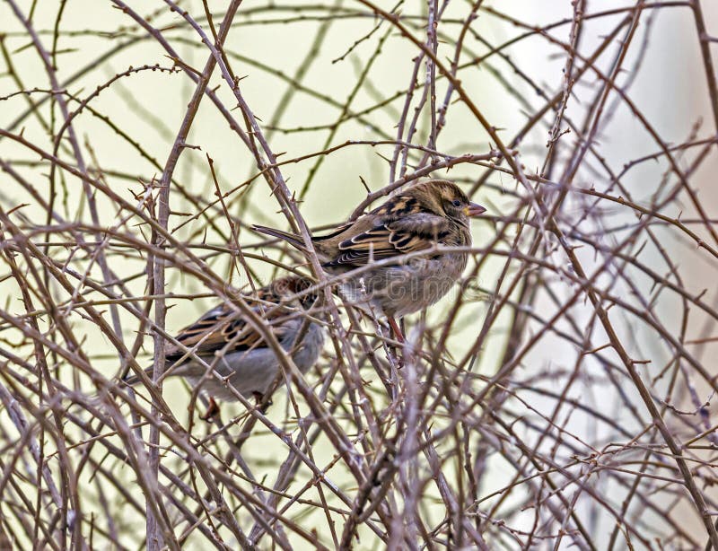 Twee Mussen Die Amids Netelige Leafless Takjes Zitten Stock Foto ...