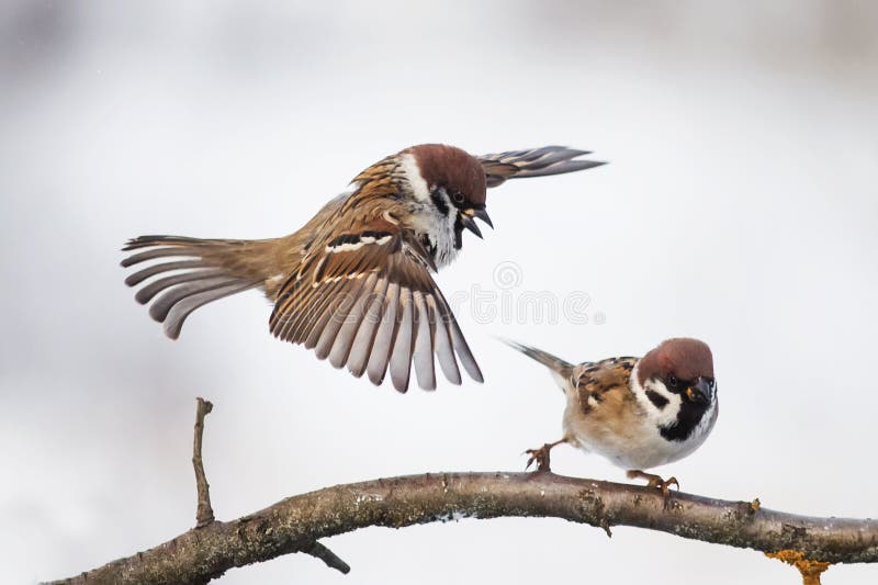 Twee Mussen Op Een Tak in Een Sneeuwonweer Stock Foto - Image of geopend, groot: 64921394
