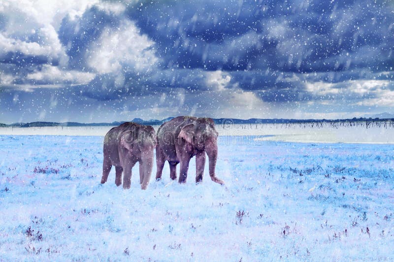 Olifanten in de winter stock foto. Image of winter, sneeuw - 10910824