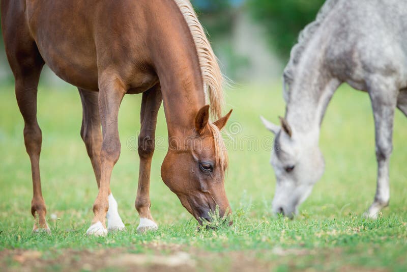 Paard Die Gras Op Gebied Eten Stock Foto - Image of openlucht, appel ...