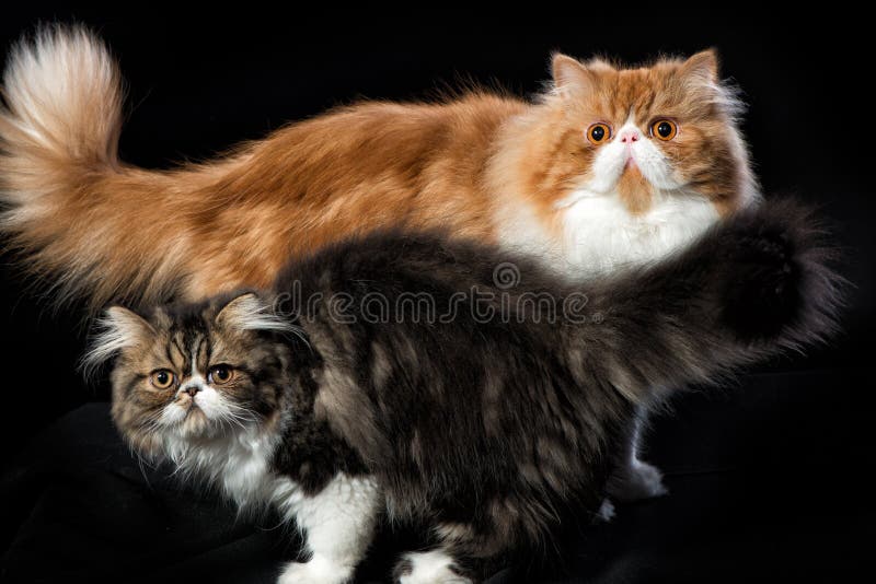 Twee Perzische Katten Van Verschillende Kleuring Stock Afbeelding ...