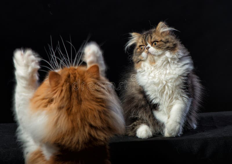 Twee Perzische Katten Van Verschillende Kleuring Stock Foto - Image of ...