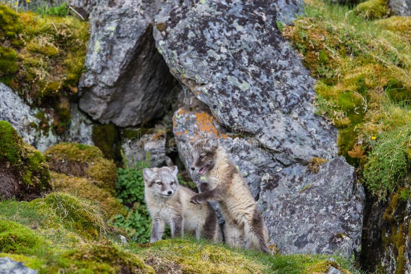 De Jongelui Bestrijdt Leuke Kleine Vossen Poolvos, Vulpes-lagopus, Twee ...